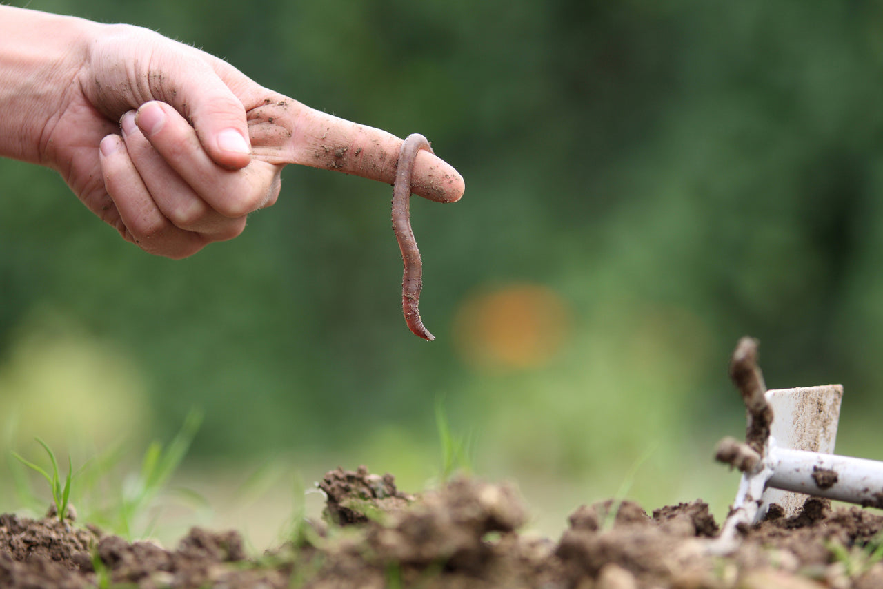 Alpenwurm - Kompostwürmer, Gartenwürmer, Angelwürmer & Futterwürmer ...
